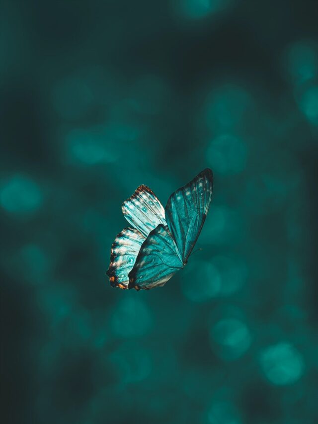 Top 10 Quotes Of Titali In Hindi By Manav Koul - Fadu Kitab